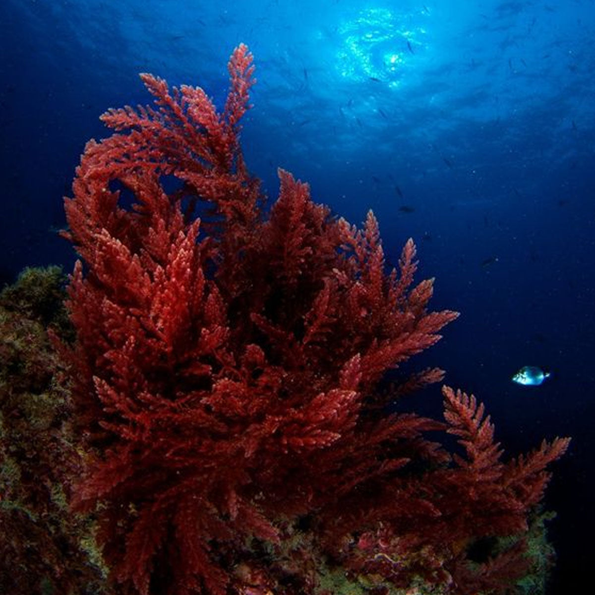CLOUDBERRY / RED ALGAE DAY CREAM – Strome Europe